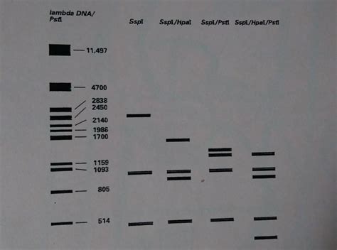 Solved A Estimate Size Of Dna Fragments By Comparing Them