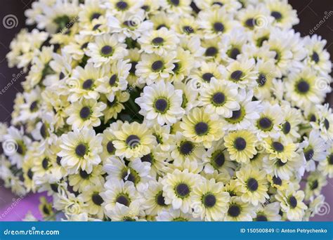 Flores Brancas Do Cris Ntemo Centro Fim Amarelo Acima Ramalhete De