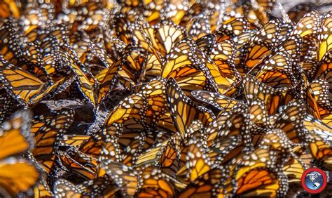 Monarch Butterfly Migration Tree