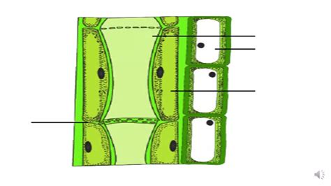 Class 9th Phloem Tissues Pptx