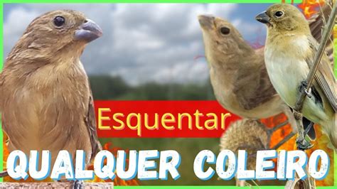 Esquentar Coleiro fêmea de Coleiro Para Esquentar Coleiro E