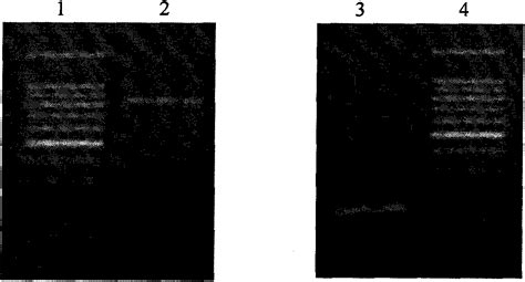 Hepatocellular Carcinoma Targeting Gene Expression Element Ap And