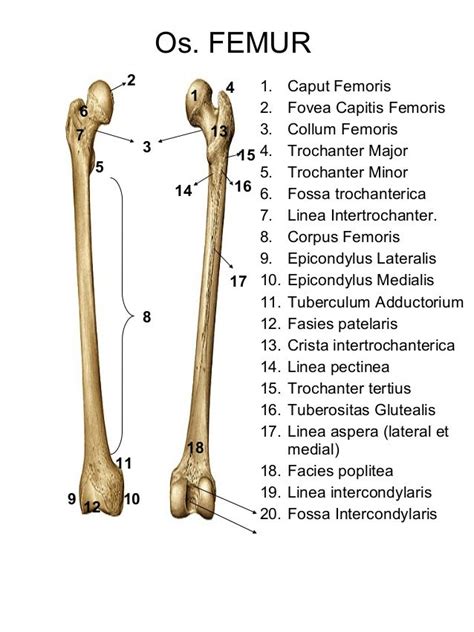 Osteologi