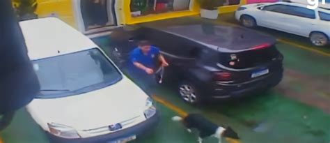Cachorro foge de pet shop e mais de mil pessoas saem à sua procura