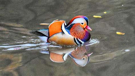 Its Back New York Citys Rare Mandarin Duck Makes Grand Return To
