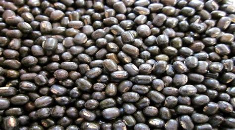 Udid Rate। उडदाचे दर वाढले जाणून घ्या बाजारातील स्थिती शेतीविषयक