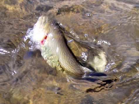 Littons Fishing Lines Salmon Eggs Over Power Bait And Worms For Trout