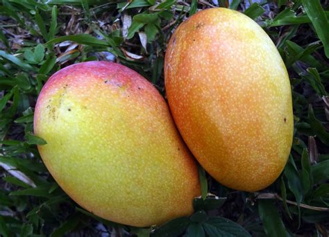 Holistic Health 37 Mango Protects Against Cancer Of Colon Breast