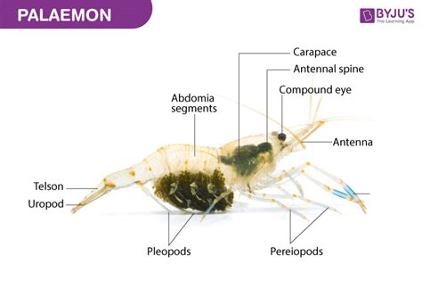 Palaemon Diagram And Characteristics