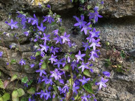 Trailing Bellflower