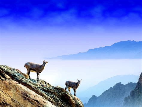 宁夏银川世界岩画馆闭馆升级 贺兰山岩画正常接客