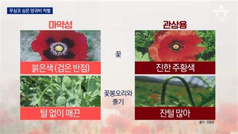 양귀비 마약성과 관상용 차이 Mlbpark