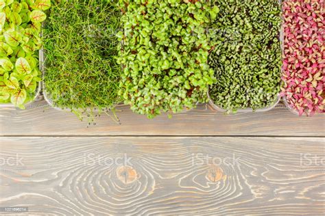 위에서 나무 배경에 소렐 겨자 바질 양파와 아마란스의 젊은 콩나물과 상자가 있습니다 나무 배경에 공간을 복사합니다 마이크로 그린 플랫 레이 0명에 대한 스톡 사진 및 기타