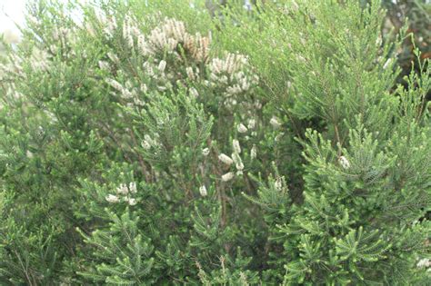 Melaleuca Lanceolata Moonah Westgate Biodiversity Bili Nursery And Landcare