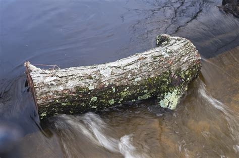 이끼가 자라는 물 속의 통나무 사진 Unsplash의 무료 물 이미지