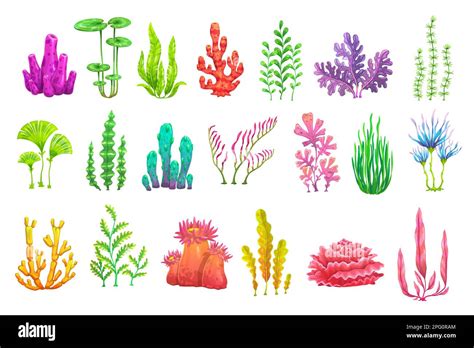 Cartoon Underwater Seaweed Plants Aquarium And Sea Algae Coral Reef