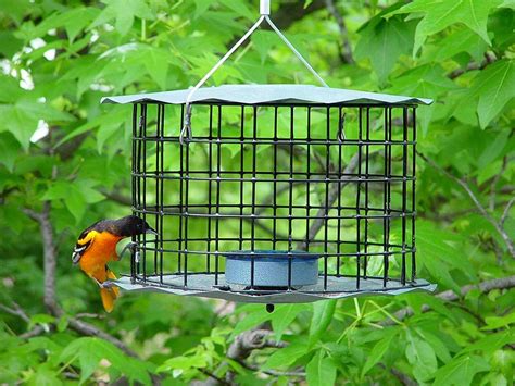 Bluebird Meal Worm Feeder With Meal Worm Feeder