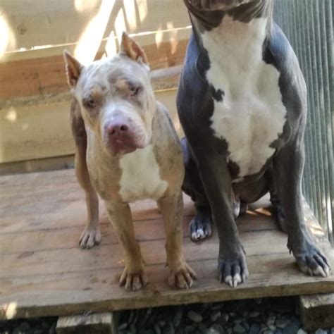 Les Femelles Whynotbully American Bully Elevage Bully Xl Et Xxl
