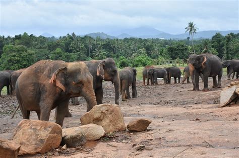Elephant Sri Lanka Free Photo On Pixabay Pixabay