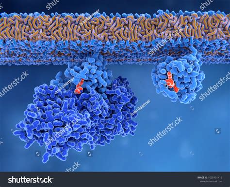 Protein Binding Site Images Stock Photos D Objects Vectors Shutterstock