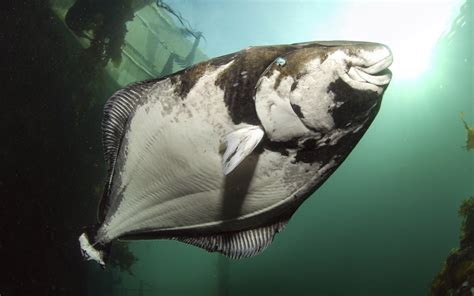 For Mye Fiske På Kveite Vesterålnytt