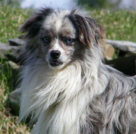 J & L mini & Toy Aussies | Miniature Australian Shepherd Breeder | Smyrna, New York