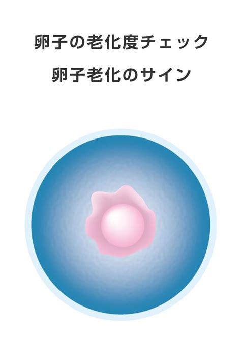 卵子の老化度チェック 卵子老化のサイン
