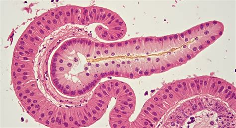 A Microscopic View Of A Stained Tissue Cross Section Stock Illustration Illustration Of