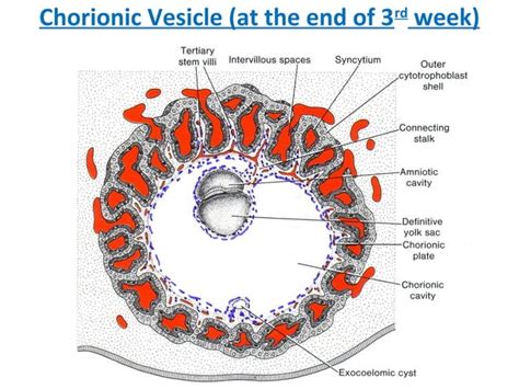 Decidua And Chorionic Velli General Embryology Pps