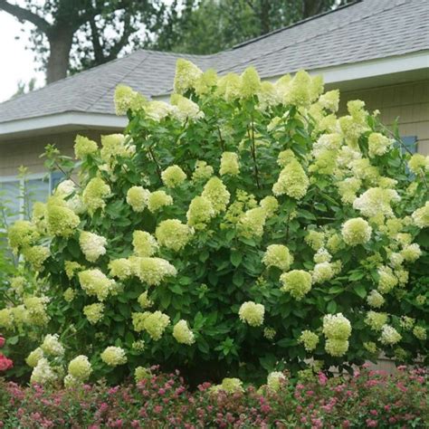 Hydrangea Trees Proven Winners Colorchoice Flowering Shrubs