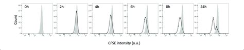 Bimodality In Carboxyfluorescein Diacetate Succinimidyl Ester