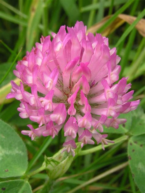 Red Clover Trifolium Pratense Feedipedia