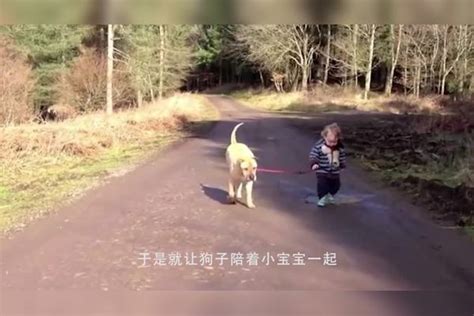 主人去买菜让狗狗照看小宝宝，打开门的瞬间，宝妈哭笑不得！小宝宝狗狗瞬间