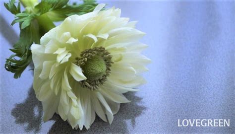366日誕生花一覧｜誕生日の花言葉と誕生月の花 Lovegreenラブグリーン