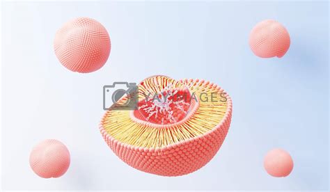 3d Render Cell Membrane Phospholipid Bilayer Layers Of Molecules Gene Expression Nucleotide