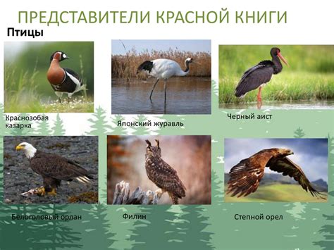 Красная книга России Online Presentation