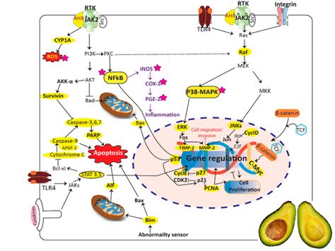 Effect Of Persea Americana Avocado And Its Components On Different