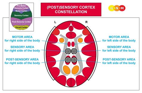 Post Sensory Cortex Constellation