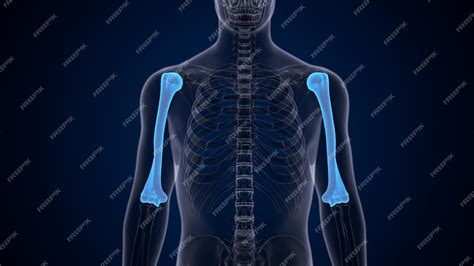 Premium Photo Human Skeleton Anatomy Ulna Bone 3d Illustration