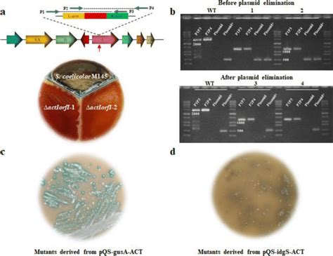 Biosynthetic Gene Pathway Of Actinorhodin Was Disrupted Via Actiorfi