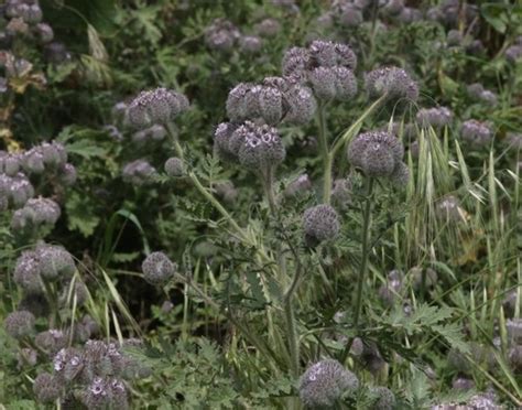 Caterpillar Phacelia Phacelia Hubbyi Flower Leaf Care Uses Picturethis