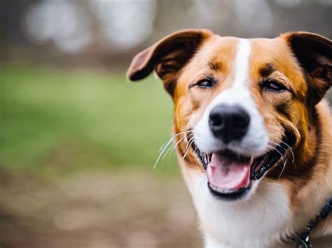 Dog Anxiety Tips Brave Paws