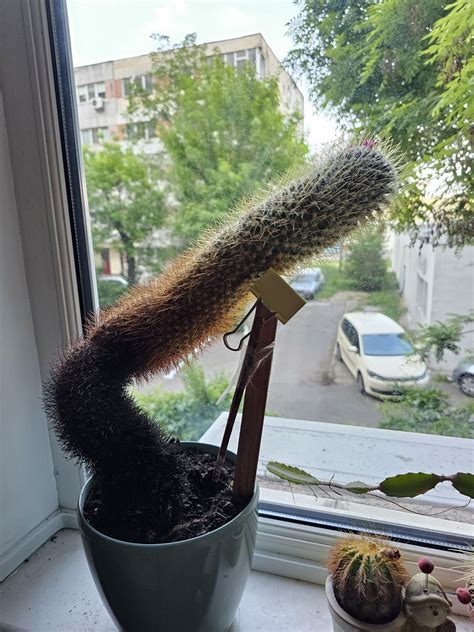 Cactus Issue Rcactus