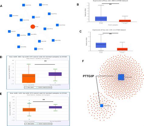 Construction Of The Pttg3p Mirna Mrna Network A Potential