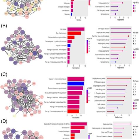 Functional Enrichment Analysis Of Proteins Interacting With Four Genes Download Scientific