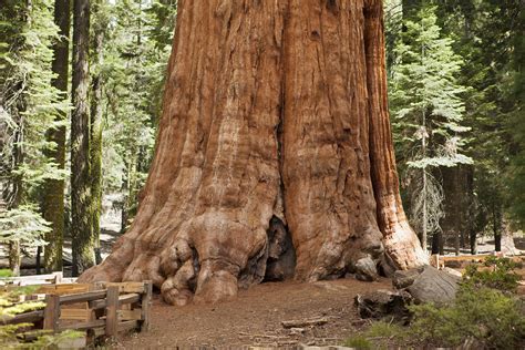 10 Of The Largest Living Things On The Planet
