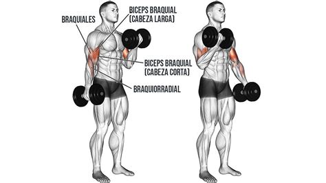 Dumbbell Bicep Curls Technique Variations And Common Mistakes