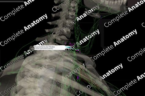 Supraclavicular Nodes Right Complete Anatomy