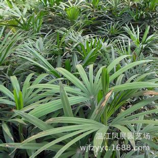 苗圃直供四川成都彩叶地被绿化灌木爆款茶楼酒店批发棕竹 棕竹苗 阿里巴巴