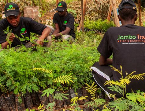 Jambo Tree Kenya Worldwide Exporters Of African Trees Fruits And Vegetables